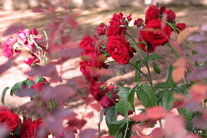 Red Roses stock photo. Image of leaves, fall, garden - 62695750