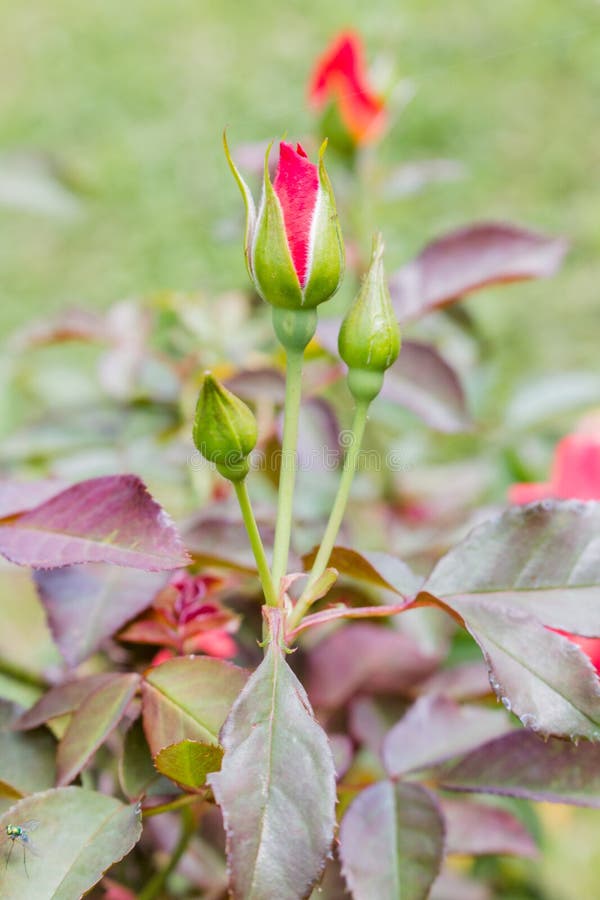 Red roses in the garden stock image. Image of landscape - 60628657