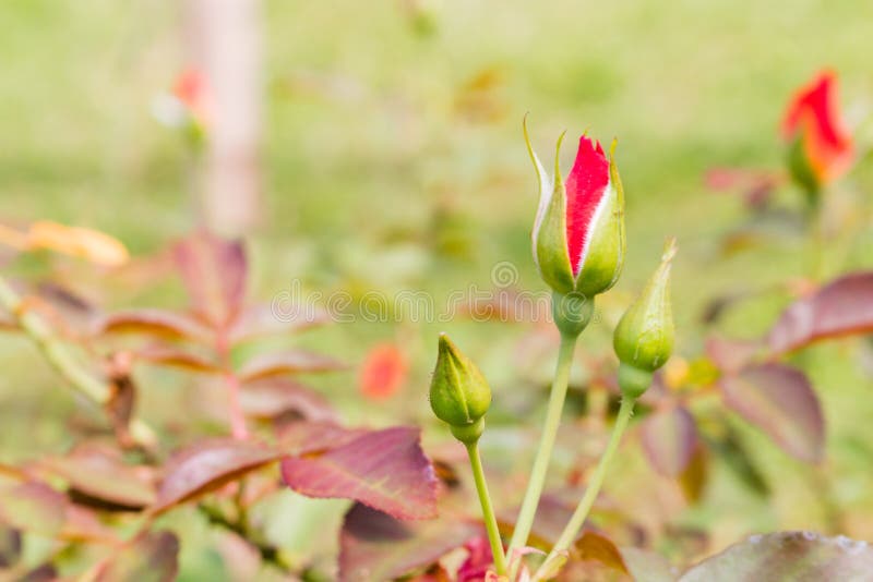 Red roses in the garden stock image. Image of spring - 60628675