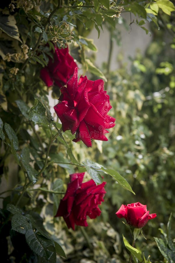 Red Roses in the Garden on Greenery Stock Photo - Image of petals ...