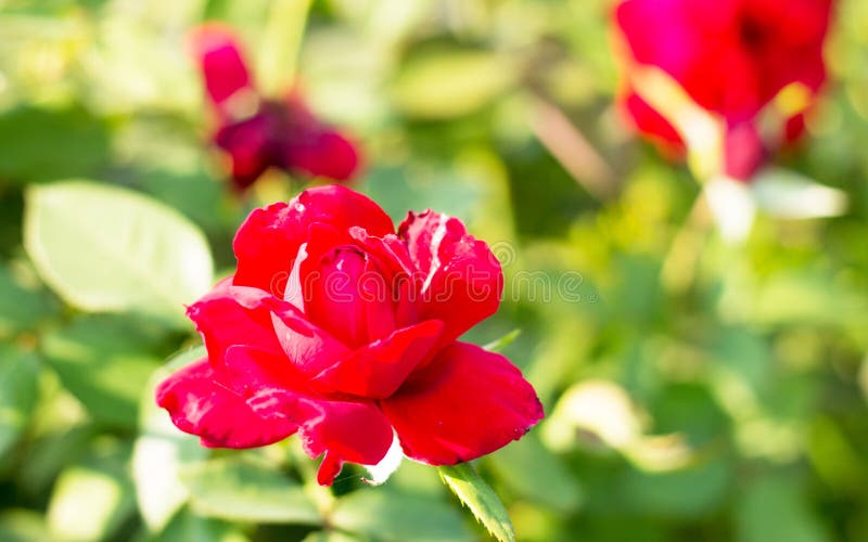 Red Roses in the Garden of Red Roses. Stock Image - Image of fresh ...