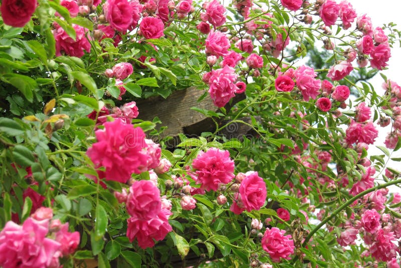 Red roses stock image. Image of freshness, outdoor, holiday - 193124845