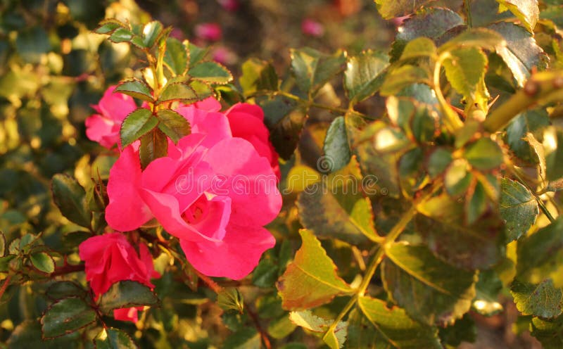 Red roses in the garden stock photo. Image of green - 154871220