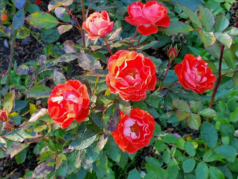 Red roses in the garden stock photo. Image of garden - 209635378