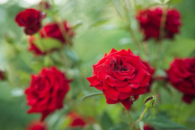 Red roses in a garden stock photo. Image of beauty, roses - 208754780