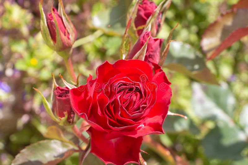 Red roses in a garden stock photo. Image of plant, vegetable - 233251174