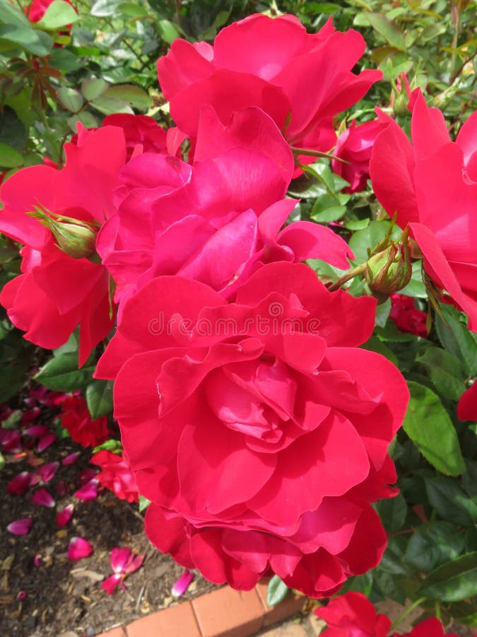 Red Roses in the Garden in Spring in May Stock Photo - Image of leaves ...