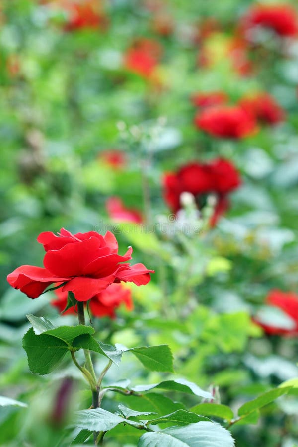 Red roses garden stock image. Image of flower, plant - 49161531