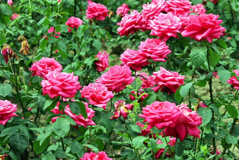 Red roses garden stock photo. Image of season, spring - 83877044