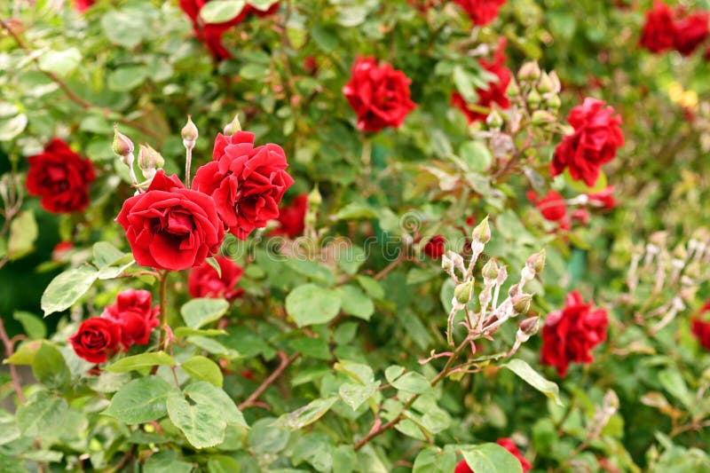 Red roses garden stock image. Image of nature, bush - 183440827