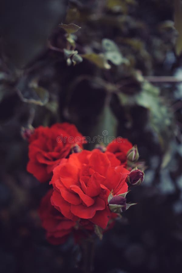 Red Roses in Garden with Vintage Colors Stock Photo - Image of growth ...