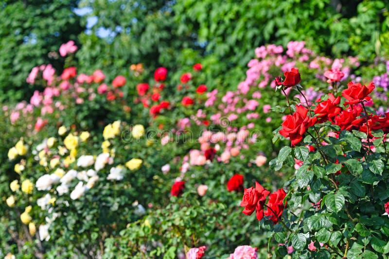 Red Roses Garden in Volksgarten Vienna Austria Stock Image - Image of ...