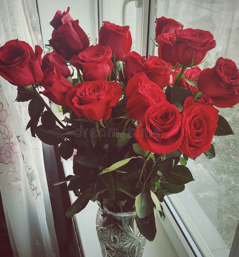 Red roses stock image. Image of georgeous, flowers, roses - 132913125