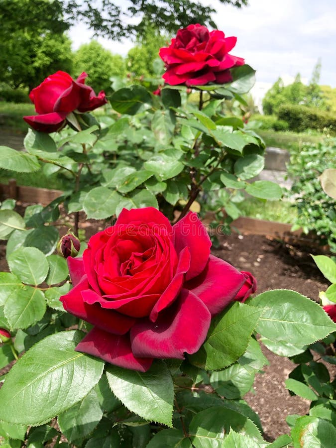 Red roses stock photo. Image of roses, garden, giant - 282584030
