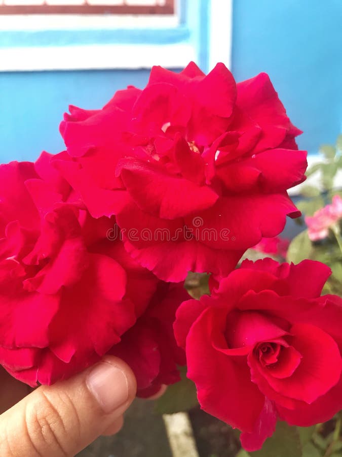 Romantism Vibes Stock Photos - Free & Royalty-Free Stock Photos from ...