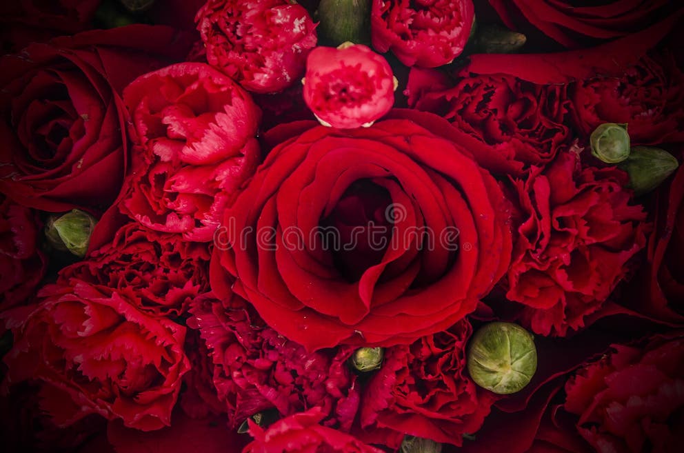 Red roses stock image. Image of flower, event, garden - 49960951