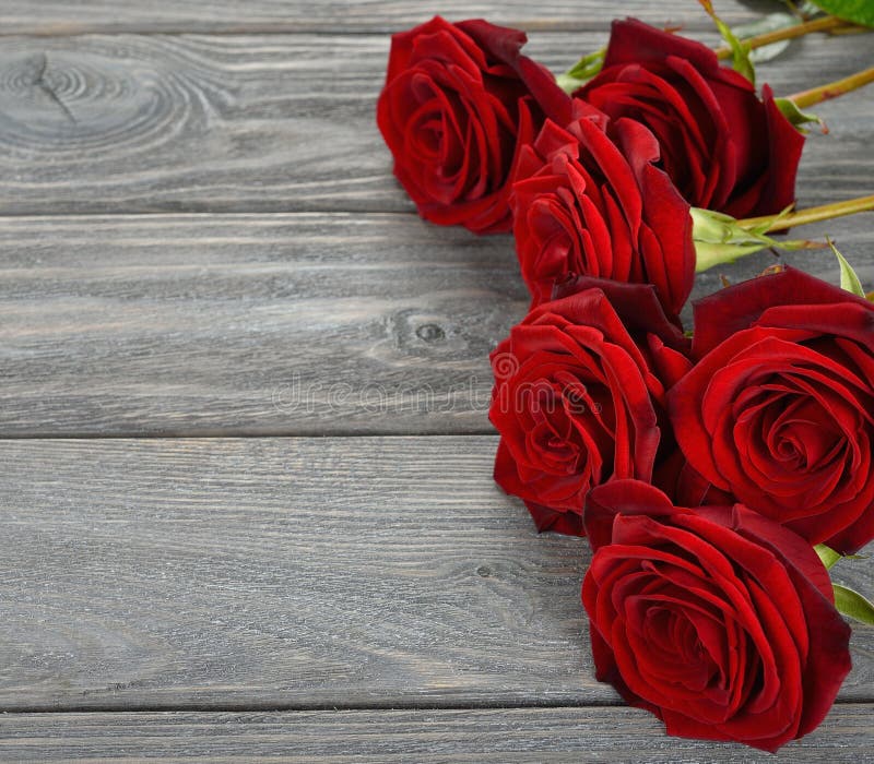 Red roses stock image. Image of gray, romantic, flower - 35002089