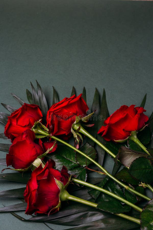 Red Roses on a Green Background, Green Leaves Stock Image - Image of ...
