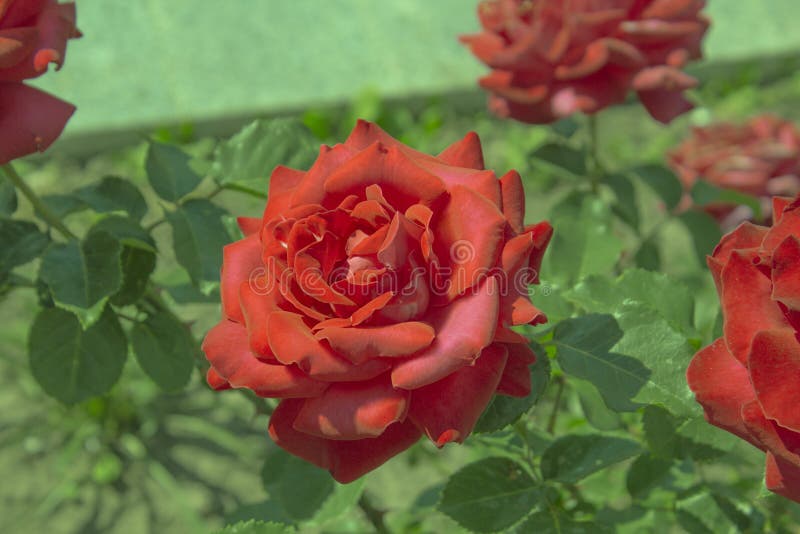 Red roses in the garden stock photo. Image of bunch - 121554740
