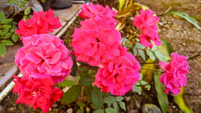 Red Roses Grow Abundantly in the Garden Stock Image - Image of plant ...