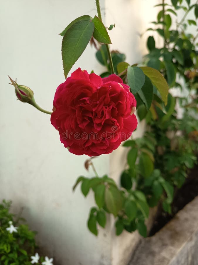 Red Roses Grow and Bloom in the Yard Stock Image - Image of roses, yard ...