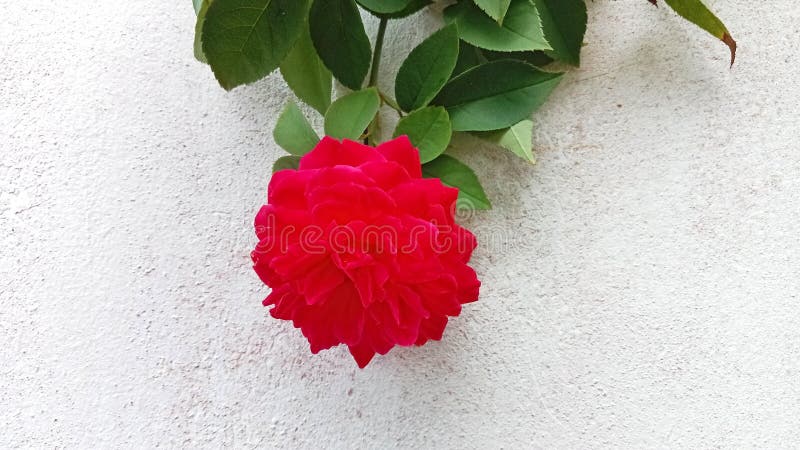 Red Roses Grow on White Walls. the Combination of Red and White Creates ...