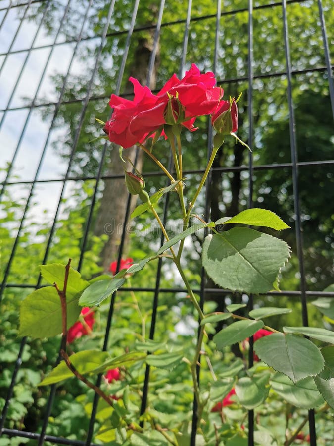 Red Roses Growing through a Fence in a Park Stock Photo - Image of ...