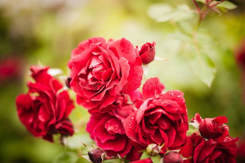 Red Roses Growing in the Green Field Stock Photo - Image of environment ...