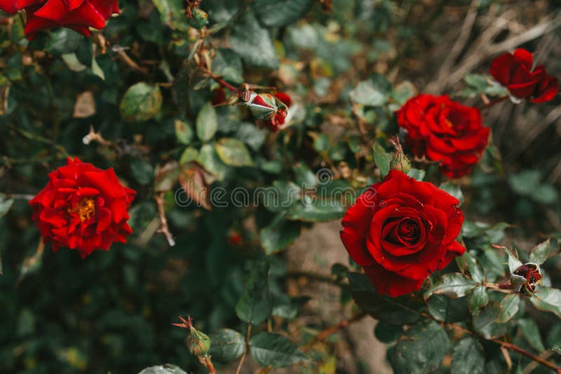 Red Roses Growing in the Ground Stock Photo - Image of park, closeup ...