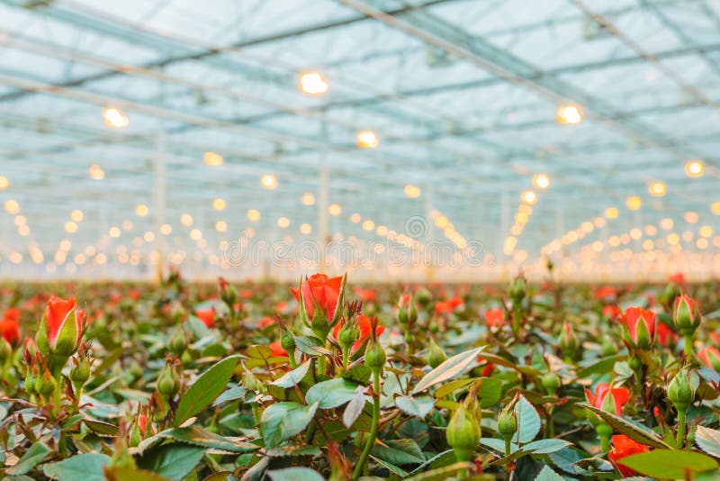Red Roses Growing Inside a Greenhouse Stock Image - Image of flower ...
