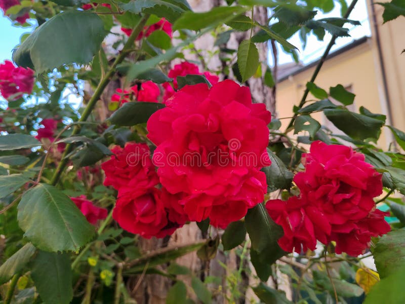 Red Roses Growing Outdoors. Stock Photo - Image of growing, roses ...