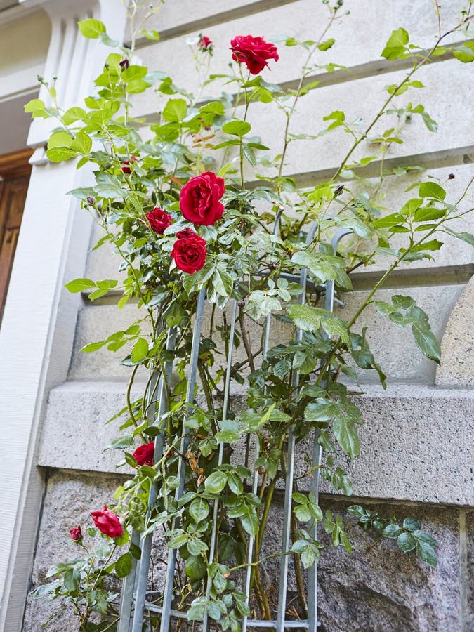 Red Roses Growing Up a Building Wall Stock Photo - Image of backgrounds ...