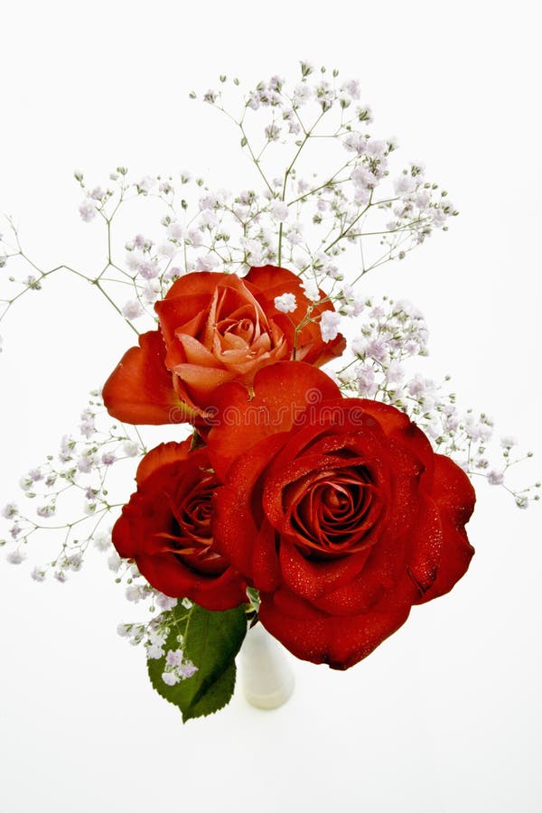 Red roses with Gypsophila stock image. Image of flowers - 50498259