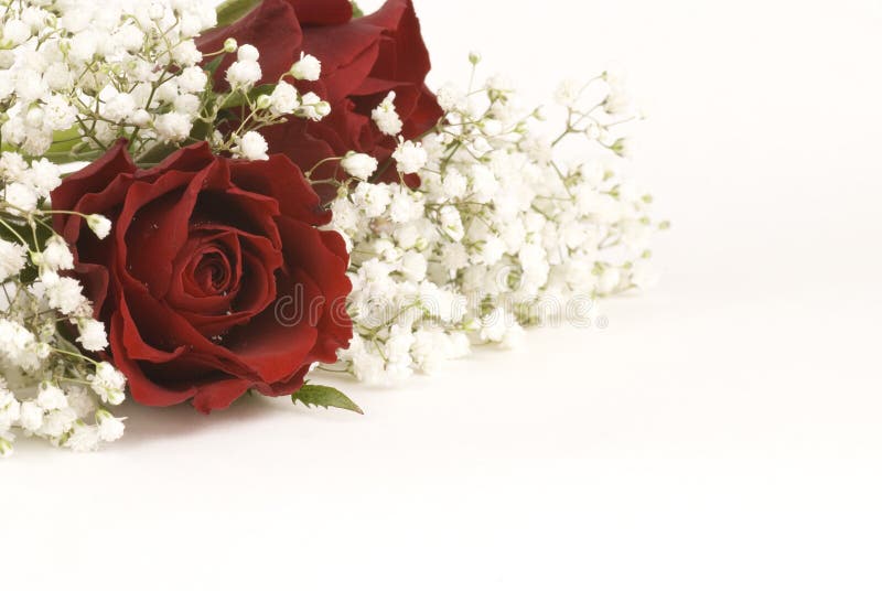 Red Roses and Gypsophila stock image. Image of greetings - 5398743