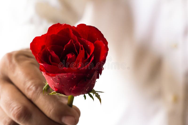 Red roses in hand stock image. Image of holding, roses - 108366633
