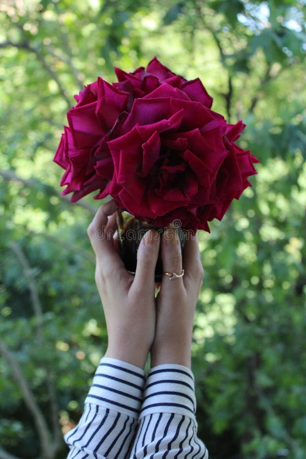 Red roses in hand stock image. Image of gift, life, rose - 117316815