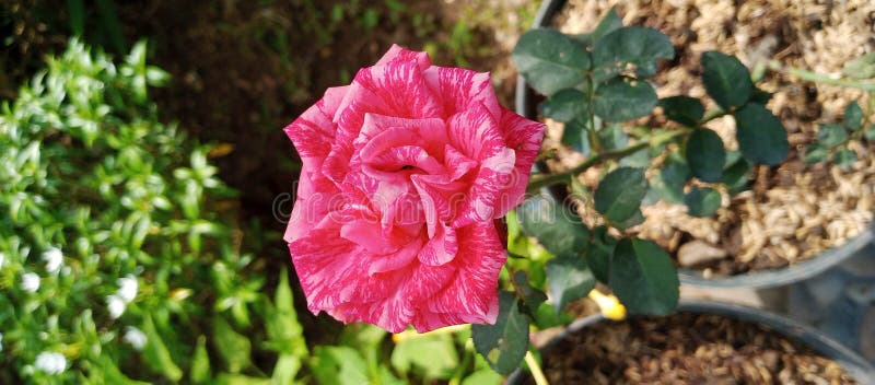 Red roses that have thorns stock image. Image of stem - 269415495