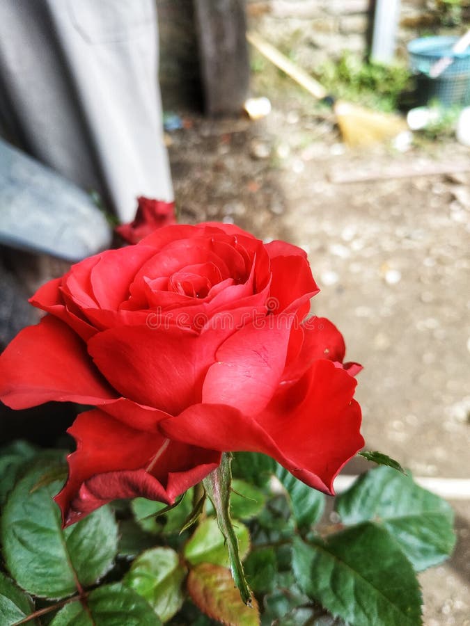Red Roses that always Highlight Extraordinary Beauty Stock Photo ...