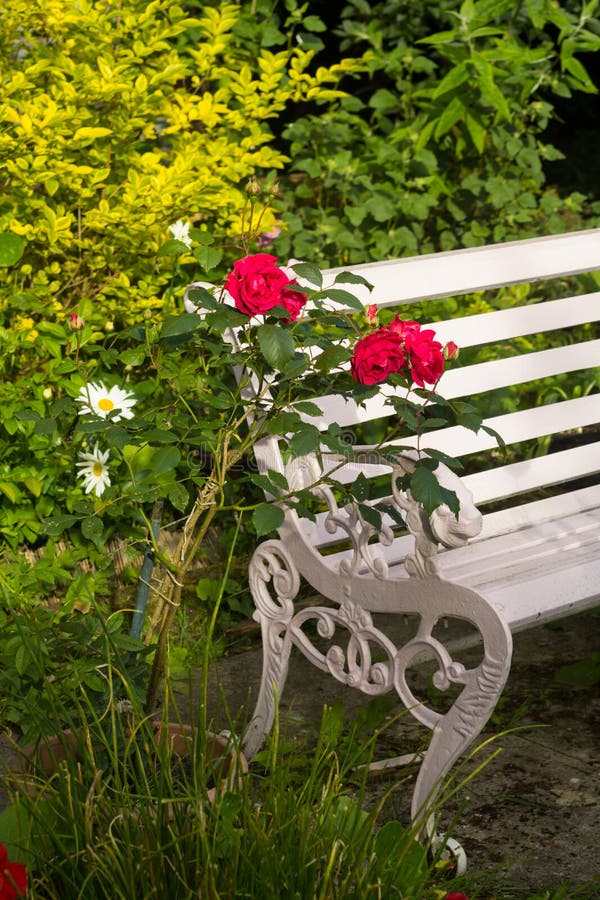 Red Roses in the Home, Romantic Garden Stock Photo - Image of roses ...