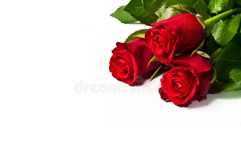 Red Roses Isolated on White Background Stock Image - Image of ...
