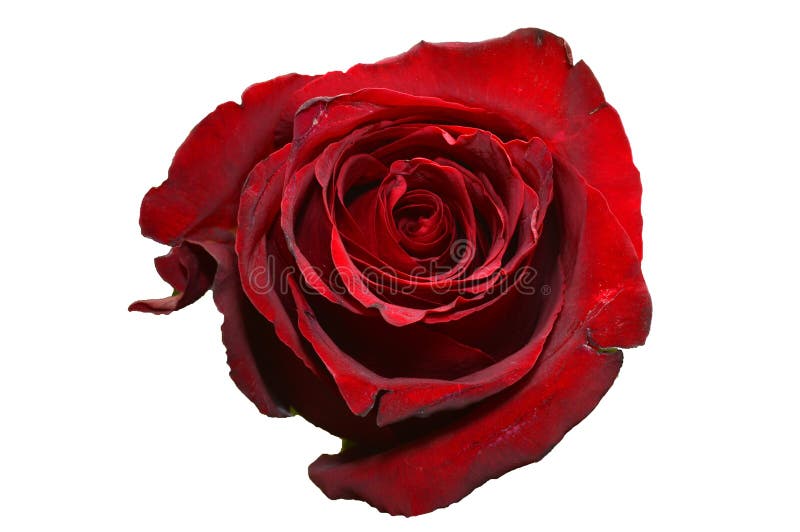 Red Roses Isolated on White Background Stock Image - Image of garden ...