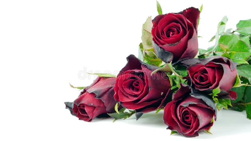 Red Roses Isolated on White Background Stock Image - Image of isolated ...