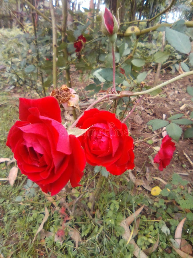 Red roses with leaves stock image. Image of blossom - 192223967