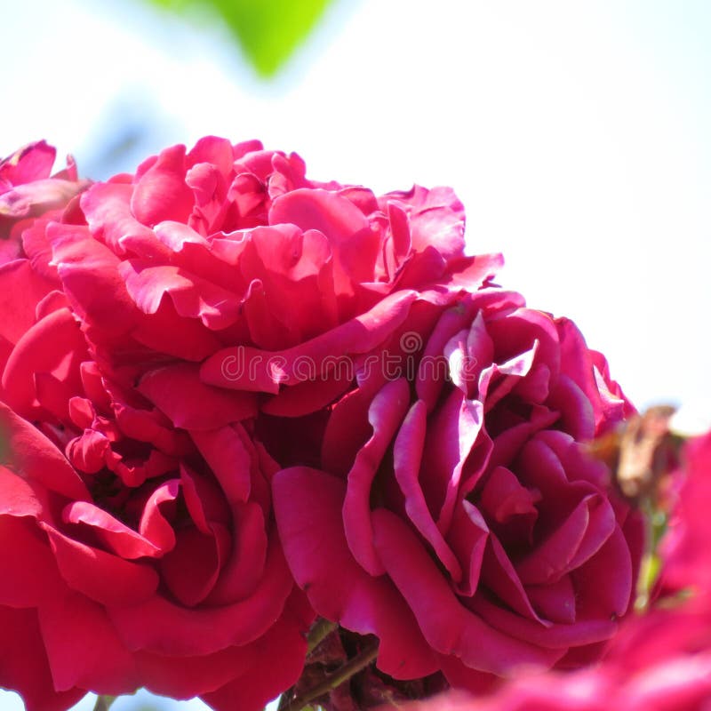 Red roses stock photo. Image of amazing, comercial, flowerstagram ...