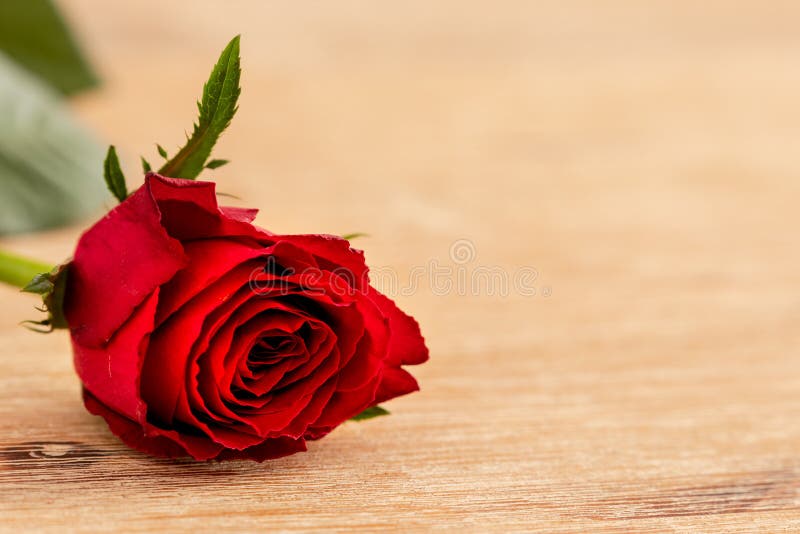 Red roses for love stock image. Image of floral, greeting - 146719137