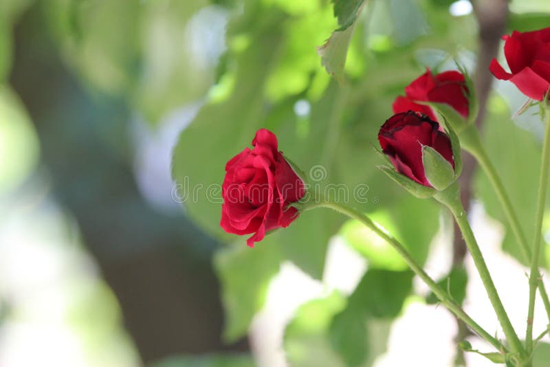 Red Roses for Lovers and Love Stock Photo - Image of nature, flowers ...