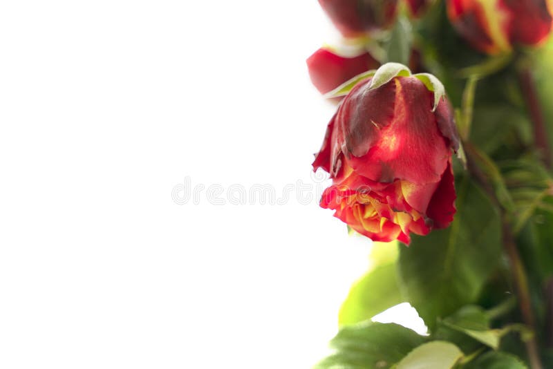 Red Roses with Lowered Heads, Isolate on White Background Stock Image ...