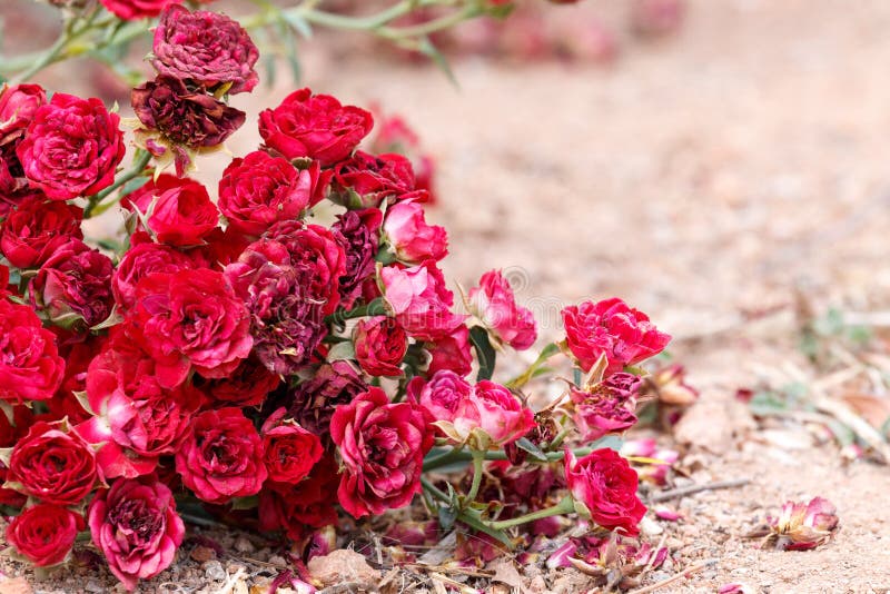 Red Roses Lying on the Ground Stock Photo - Image of decoration, detail ...
