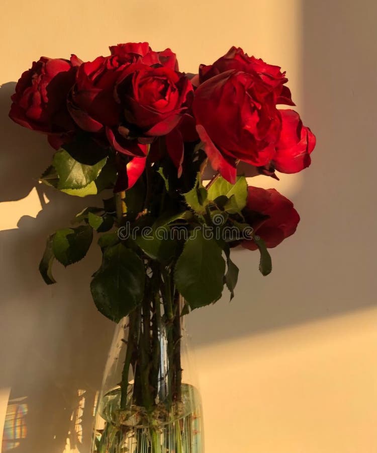 Red roses magic stock image. Image of macic, vase, magic - 369297181