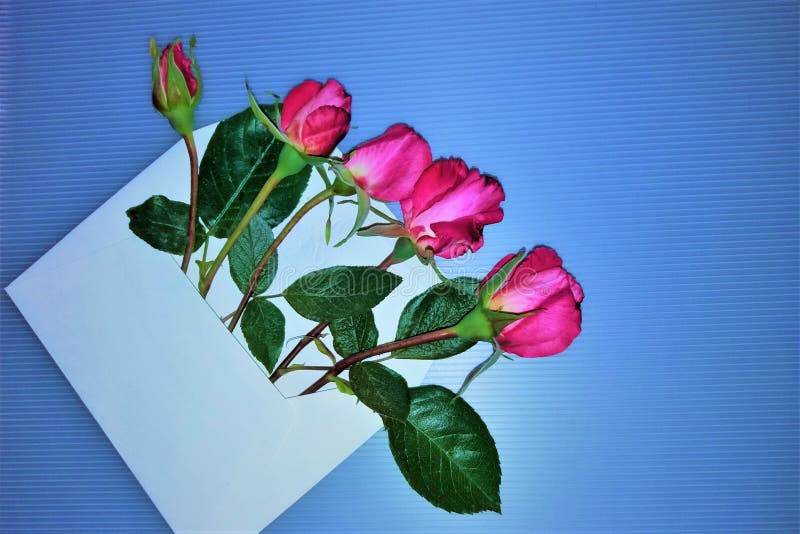 Red Roses in a Mail Envelope. Flat Lay Stock Image - Image of envelope ...